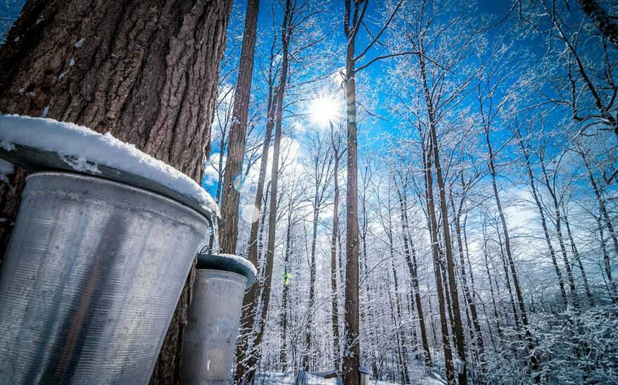 Ontario Maple Season Guide – Cabinscape