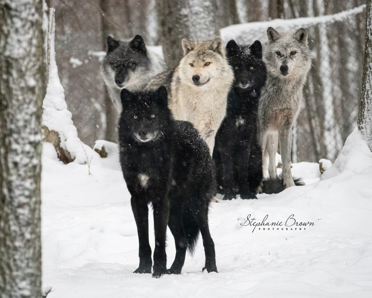 Our Haliburton Winter Adventure Guide – Cabinscape