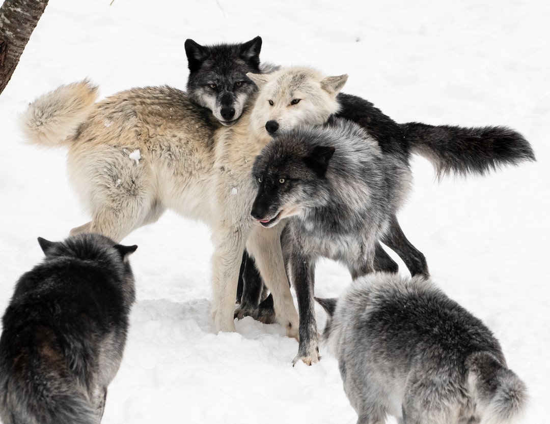 Kid-Friendly Tiny Cabin Adventures – Cabinscape