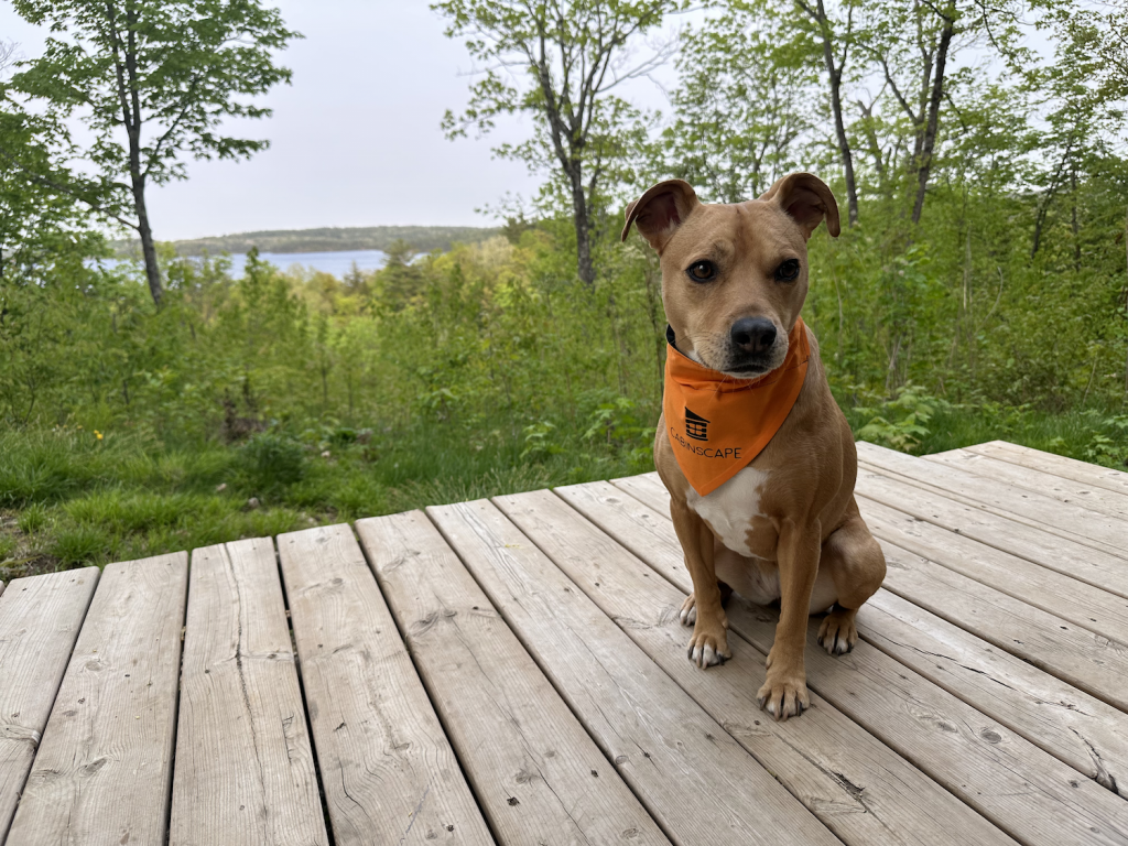 Adventure Pup Kit – Cabinscape