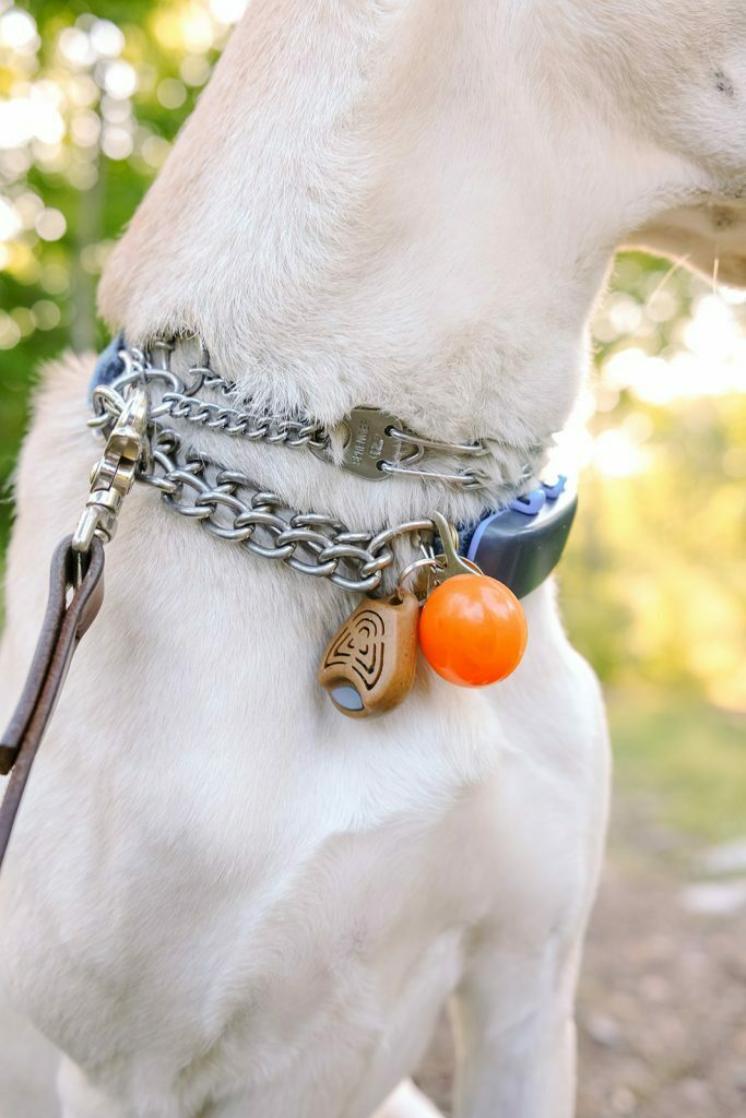 Adventure Pup Kit – Cabinscape